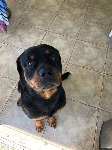 Cane Corso Cross Rottweiler 09rosaline