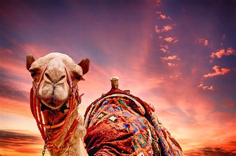20000 Free A Camel And Camel Images Pixabay