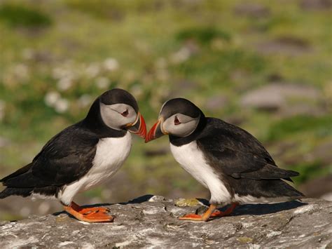 Blur Puffins Birds Puffin 2k Stone Boulder Pair Burds Background Hd Wallpaper