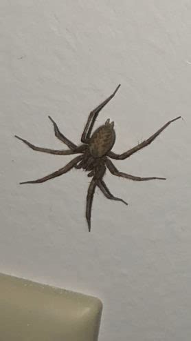 Spiders In Minnesota Species And Pictures