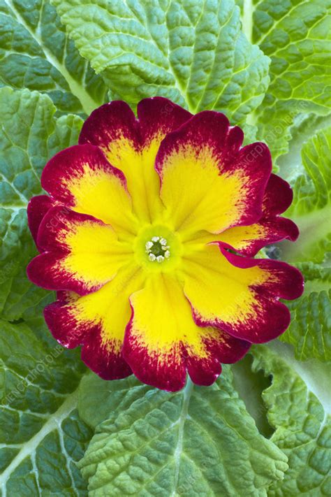 Polyanthus Primula Sp Stock Image B830 3028 Science Photo Library