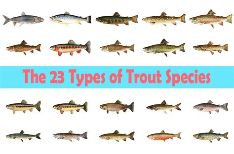 The 23 Types Of Trout