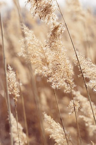 아름다움 자연 배경으로 건조한 식물 갈대 추상적 인 자연 배경 갈대 잔디 또는 팜파스 잔디 야외 일광 생활 스타일 자연 장면 유기농 디자인 포스터 선택적 초점 가을에 대한