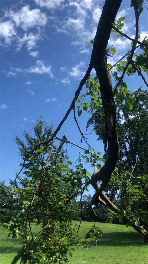 A Mockingbird Feeding A Large Juvenile Rbirding