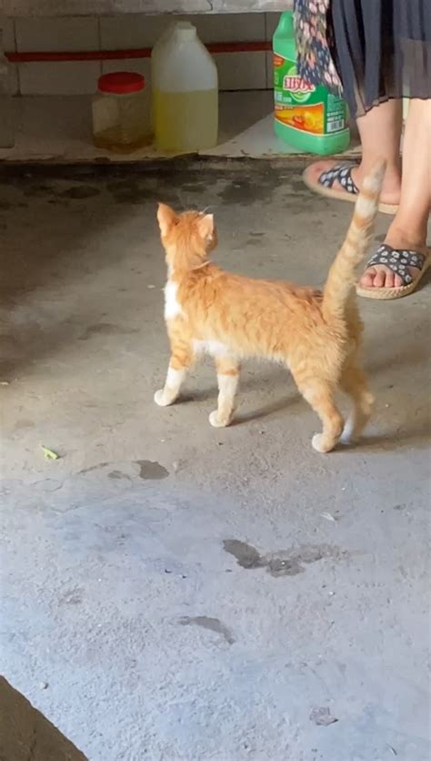 治疗猫瘟 知乎