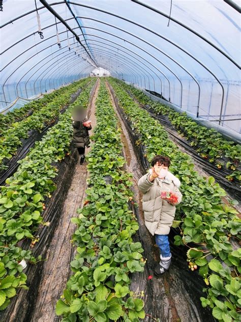 하남 딸기정원에서 딸기 따기 체험하고 왔어요딸기잼만들기와플만들기모종심기까지내돈내산 후기 네이버 블로그