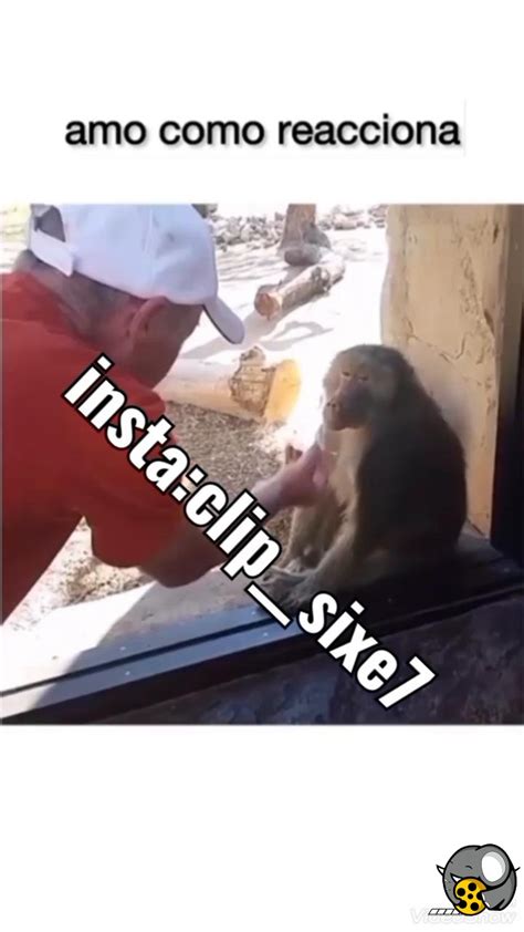 یک میمون شیطون وبامزه فیلو