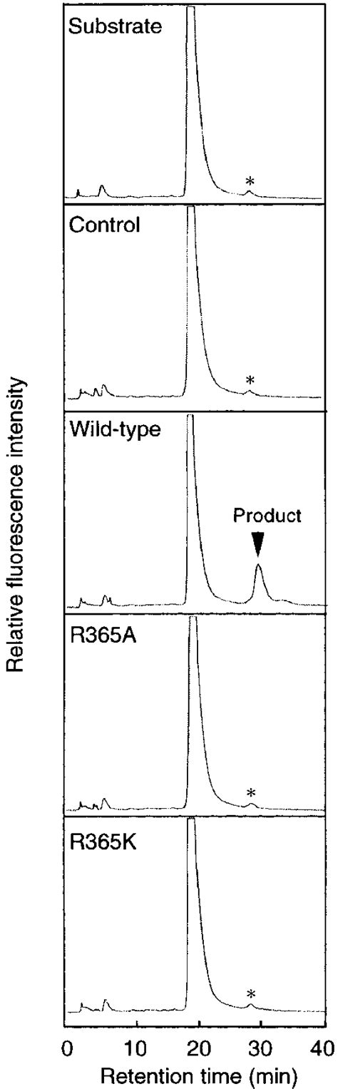 Hplc Elution Profiles Of The Fluorescence Labeled Acceptor Substrate Download Scientific
