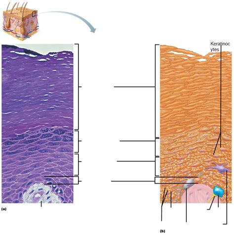 Epidermis Labeling Diagram Quizlet