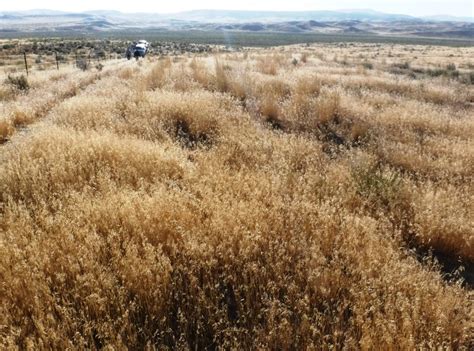 Why Is Cheatgrass Bad Working Lands For Wildlife