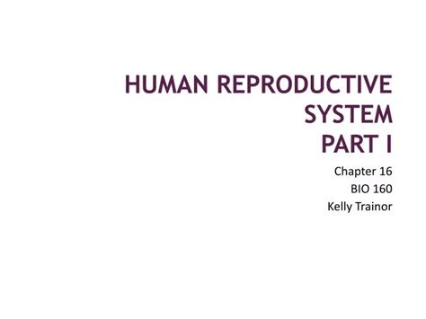Ppt Human Reproductive System Part I Powerpoint Presentation Free Download Id1957335
