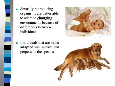 Cell Division Topics Covered Why Is DNA Replication Important Ppt
