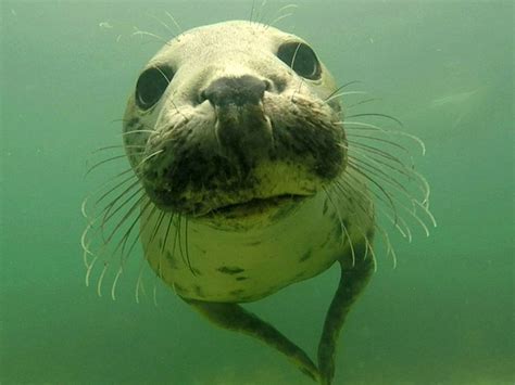 In A First Scientists Film Wild Grey Seals Clapping To Show Their