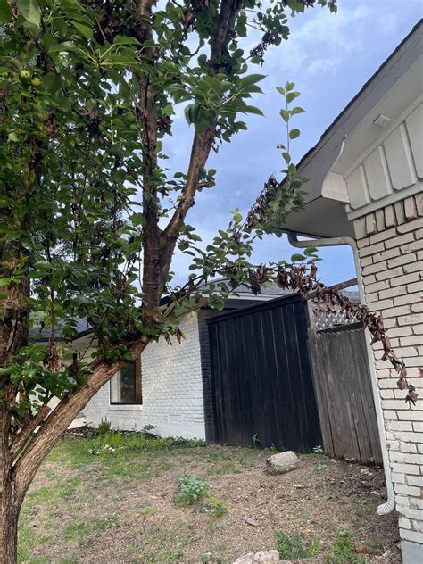 Is My Tree Dying R Arborists