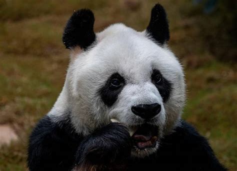 Murió En Hong Kong El Panda En Cautiverio Más Viejo Del Mundo