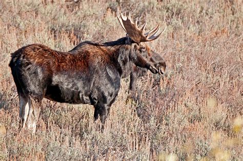 Moose Photograph By Elijah Weber Pixels