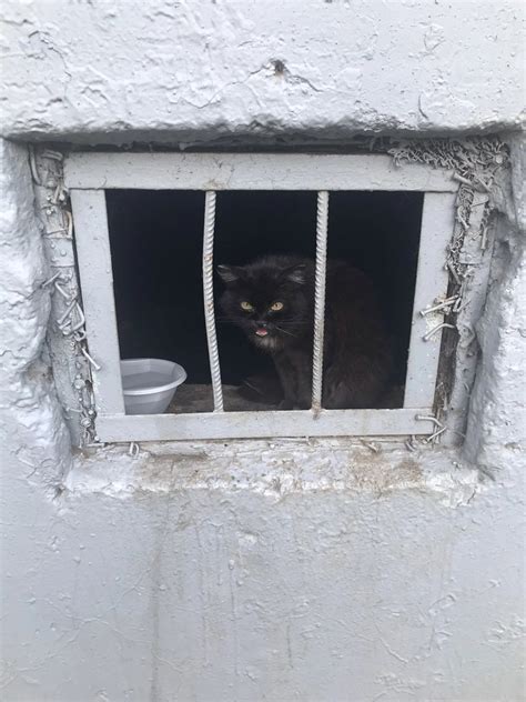 Уфа Вдруг кого то ищут 89273572285 АНО помощи животным Потеряшки г Уфа