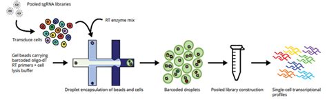 perturb seq crop seq