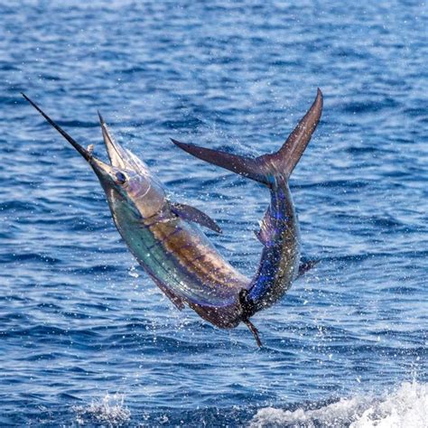 Education The Billfish Foundation