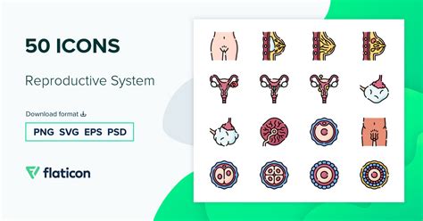 Reproductive System Icon Pack Lineal Color 50 Svg Icons