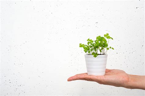 흰색 콘크리트 벽 배경에 플래그름에 파슬리 새싹흰색 작은 냄비 공간을 복사합니다 건강한 생활방식에 대한 스톡 사진 및 기타 이미지 건강한 생활방식 고명 관다발 식물