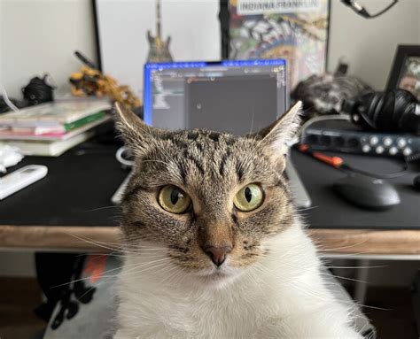 Qa Javalearning Cat Workspace Mikhail Sakharov