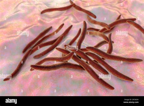 Fusobacterium Bacteria Computer Illustration Gram Negative Anaerobic Non Motile Rod Shaped