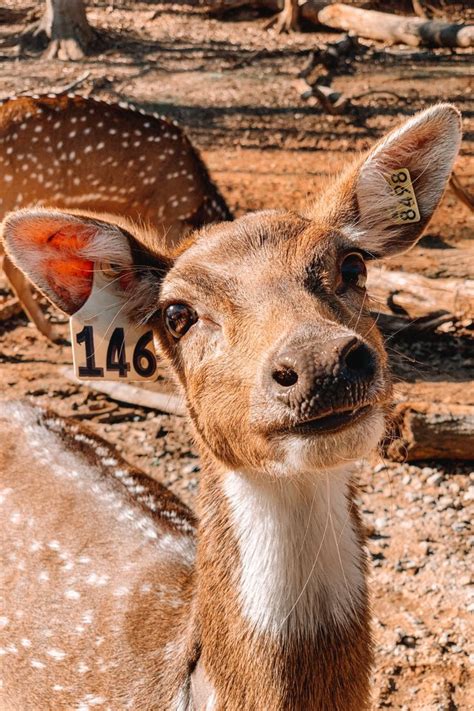 Lazy 5 Ranch Artofit