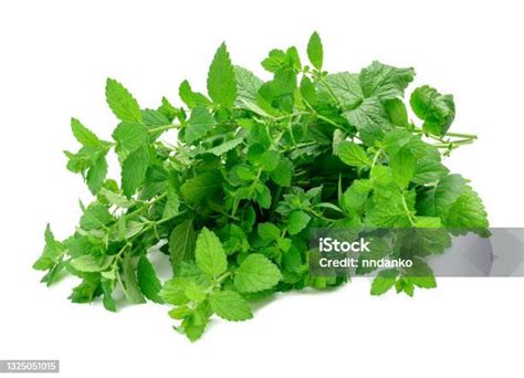 흰색 배경에 고립 된 잎이있는 녹색 민트 잔가지 디저트와 칵테일을위한 향기로운 향료 0명에 대한 스톡 사진 및 기타 이미지 0명 날것 냄새 맡기 Istock