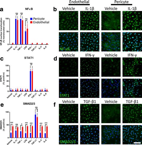 Inflammatory Responses Through The Nf κb Stat1 And Smad2 3 Pathways Download Scientific