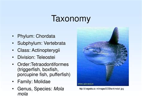 Ppt Ocean Sunfish Mola Mola Powerpoint Presentation Free Download