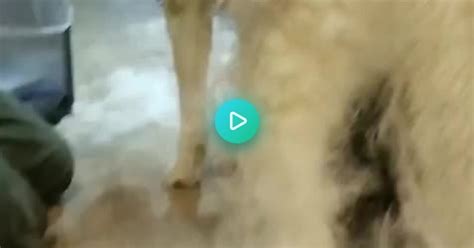 Flared Or Satisfied Album On Imgur