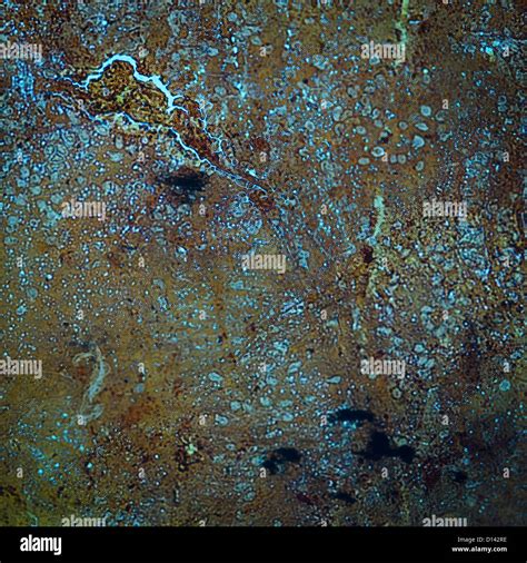 Micrograph Of Medical Science Simple Squamous Epithelium Cell Stock