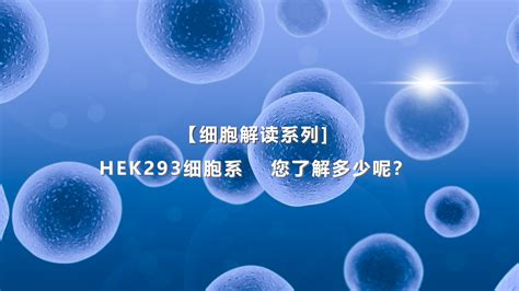 【细胞解读系列】hek293细胞系，您了解多少呢？ 知乎