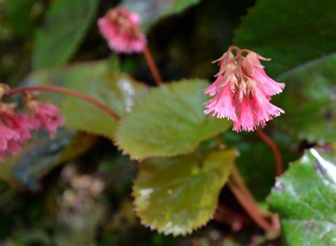 ボード山野草 3 レンゲショウマ キレンゲショウマ 山芍薬 セツブンソウ イワウチワ イワカガミ サギ草のピン