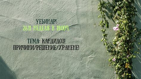 Кандидоза Опасността от кандидоза Причини за голям растеж на кандидоза Решение Youtube