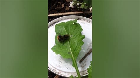 Bee Sex Weird Sounds Good Times Youtube