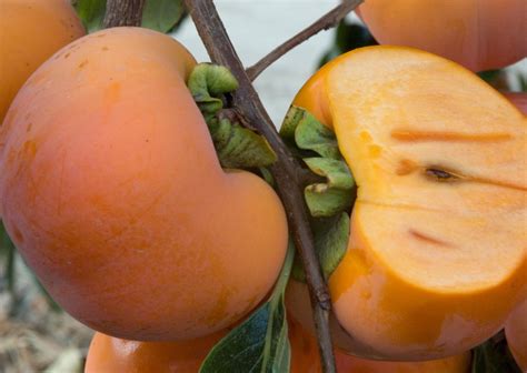 Persimmon ‘giant Fuyu Heathers Farmstead