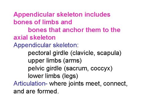 The Skeletal System Structure And Function Of The