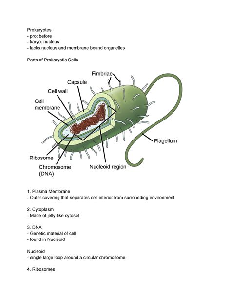 Prokaryotes Pt Typed Notes Prokaryotes Pro Before Karyo Nucleus Lacks Nucleus And