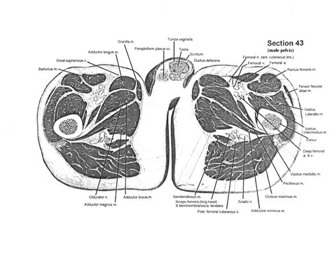 Cross Sectional Human Anatomy