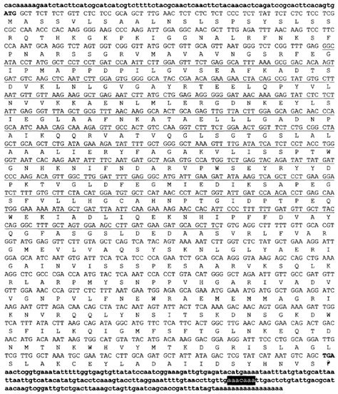 Nucleotide Sequence Of The Cdna Encoding The Bean Aat 2 The Deduced Download Scientific