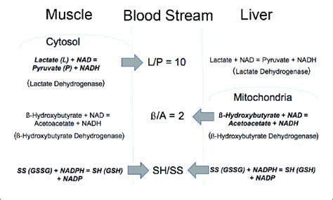 Illustration Of How The Intracellular Redox State Is Communicated To