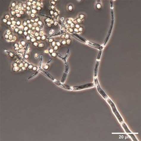 Agrosavia Corporación Colombiana De Investigación Agropecuaria
