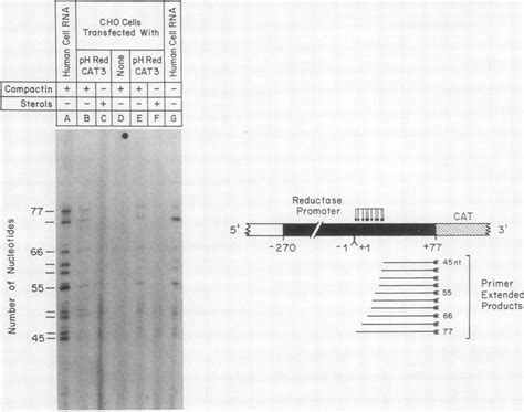 Primer Extension Analysis Of Rna Transcripts From Cho Cells Transfected Download Scientific