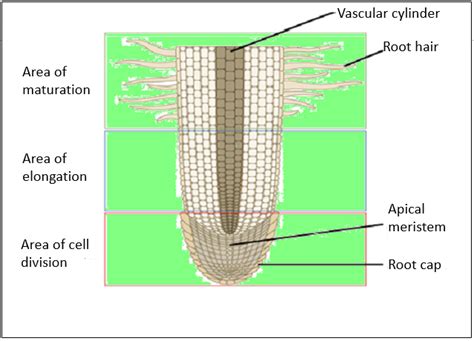 The Function Of The Root Cap Is A Protection Of Root Tip And Control Of Geotropic Movement B