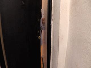 Jamie Daniels Everything Else