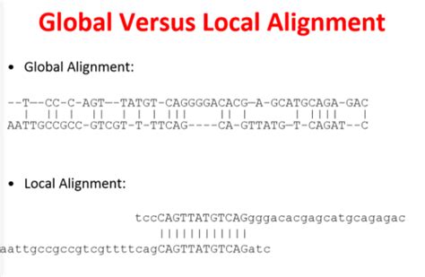 Bioinformatics And Sequence Alignment Flashcards Quizlet