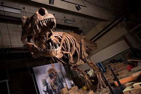 Huge T Rex Fossil Suggests Many Dinosaurs Were Bigger Than We Thought