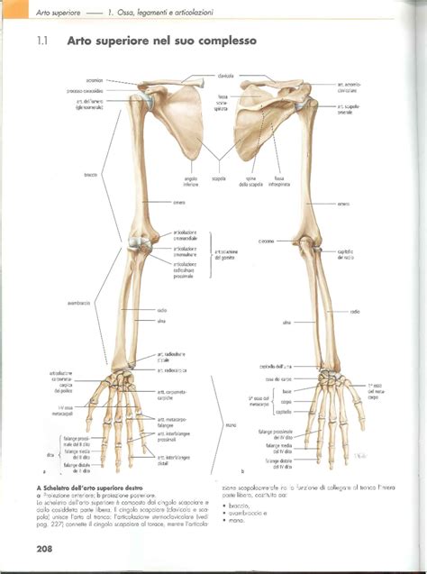 Osteo Articolare Arto Superiore Arto Superiore 7 Ossa Legamenti E